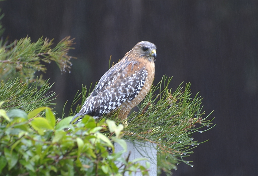 Red-shouldered Hawk (Birds of the Preserve at Shaker Village) · iNaturalist