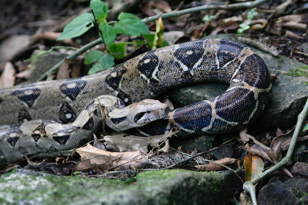Central American Boa from Puntarenas, , Puntarenas, CR on November 6 ...