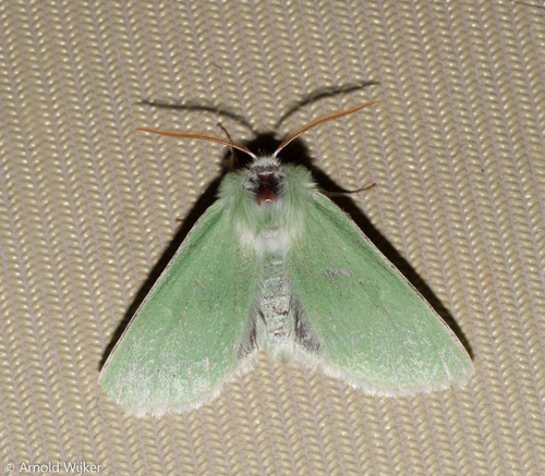 Isochlora viridissima · iNaturalist
