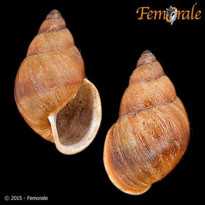 Partula lugubris · iNaturalist