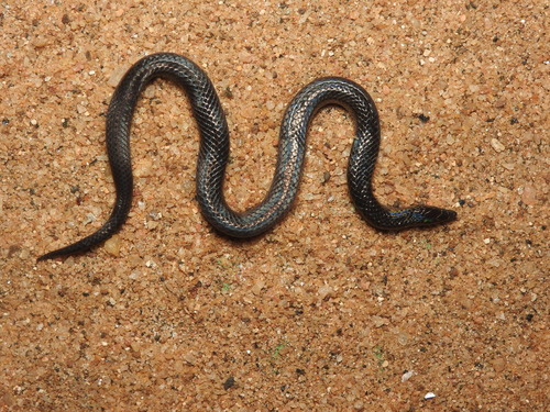 Drummond-Hay's Rough-sided Snake (Reptiles of Sri Lanka) · iNaturalist