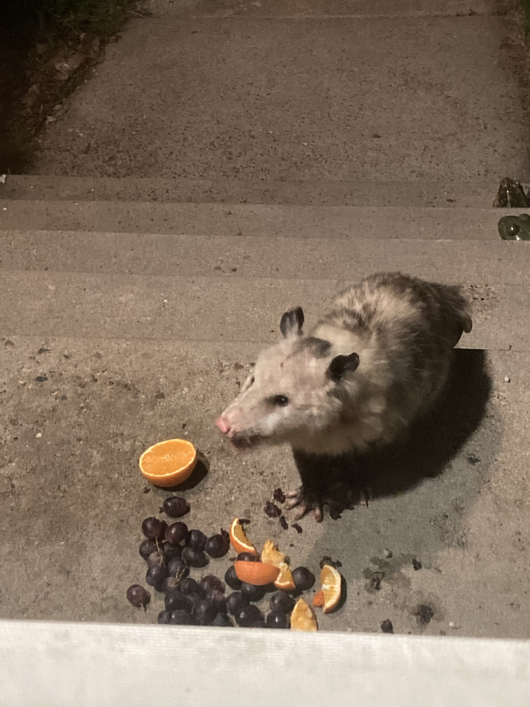 Virginia Opossum from 35th Ave S, Minneapolis, MN, US on April 30, 2021 ...