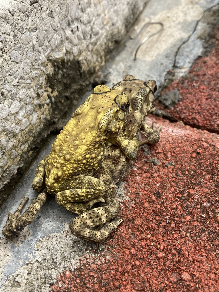 Asian Common Toad in May 2021 by uncontacted tribe · iNaturalist