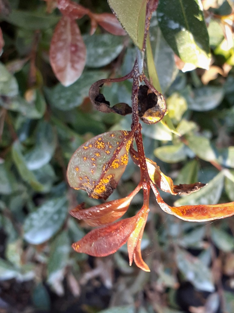 Myrtle Rust from Kumeū, New Zealand on May 03, 2021 at 04:29 PM by ...
