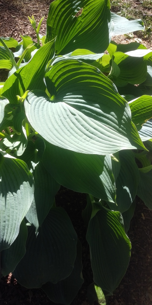 hostas from Georgetown Harbor / 30th St NW, Washington, DC 20007, USA ...