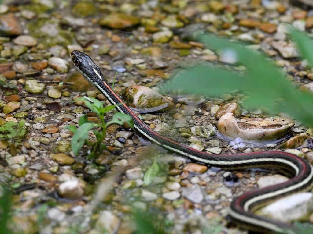 Redstripe Ribbon Snake from Williamson, Texas, United States on May 01 ...