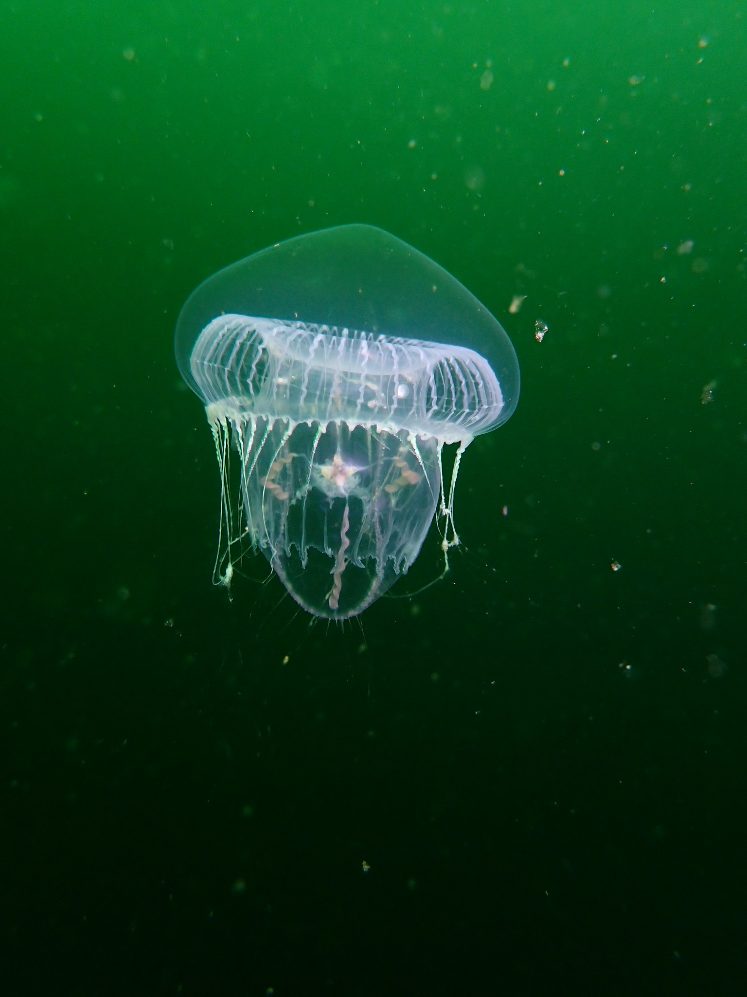 Eutonina indicans (Romanes, 1876)