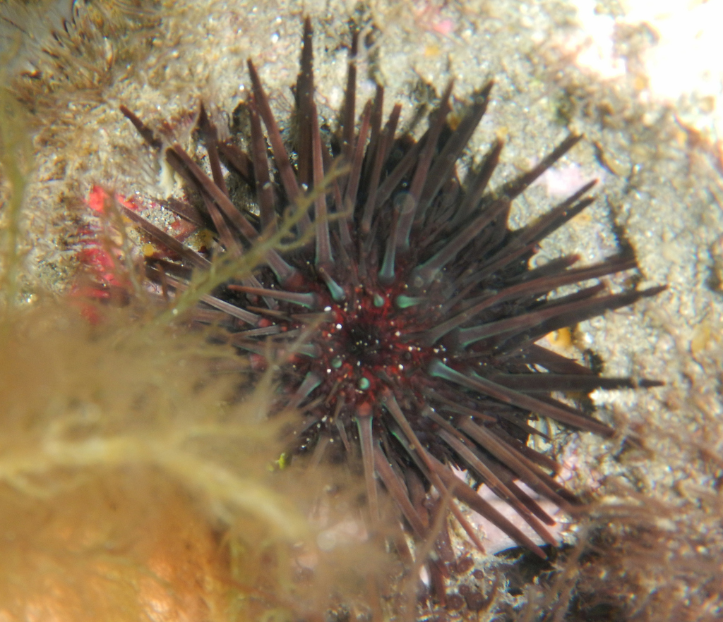 Atlantic Rock-boring Urchin from Boca del Río, Sistema Arrecifal ...