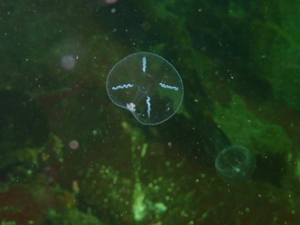 Eutonina indicans (Romanes, 1876)