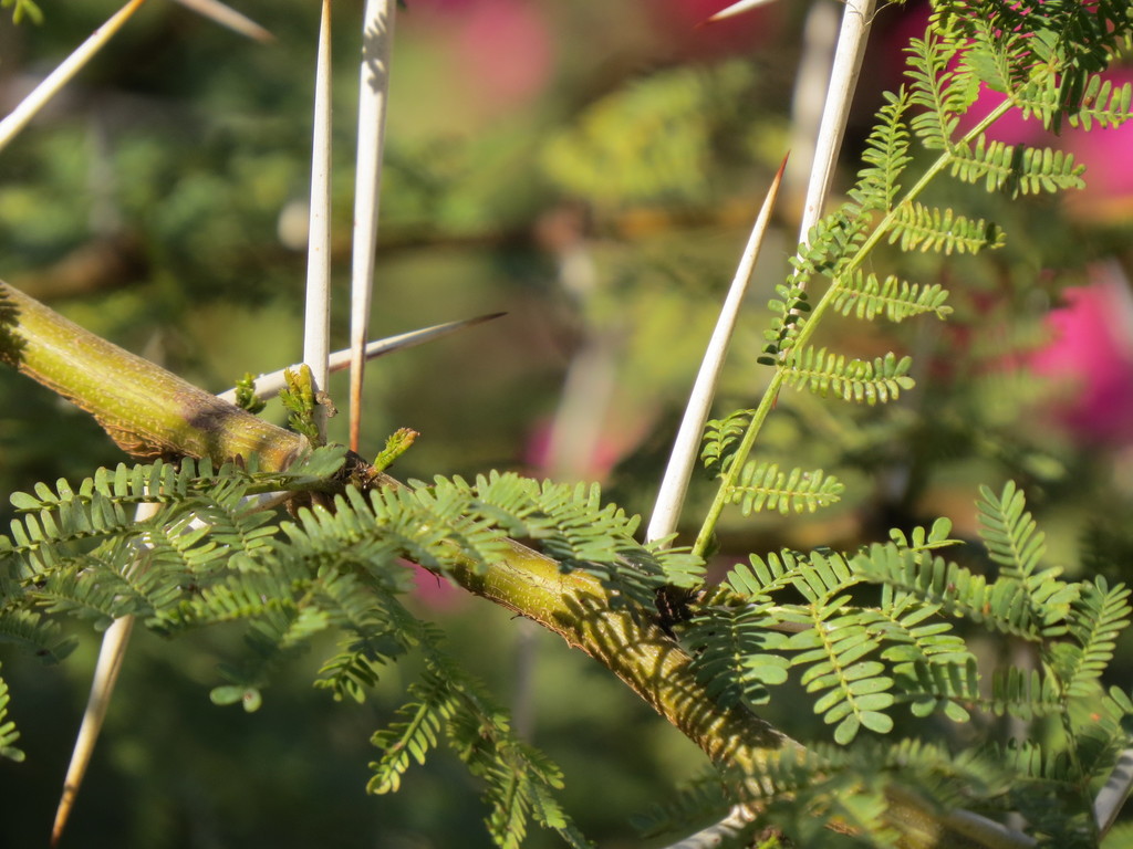 fever tree (Vachellia xanthophloea) - Botanical Realm