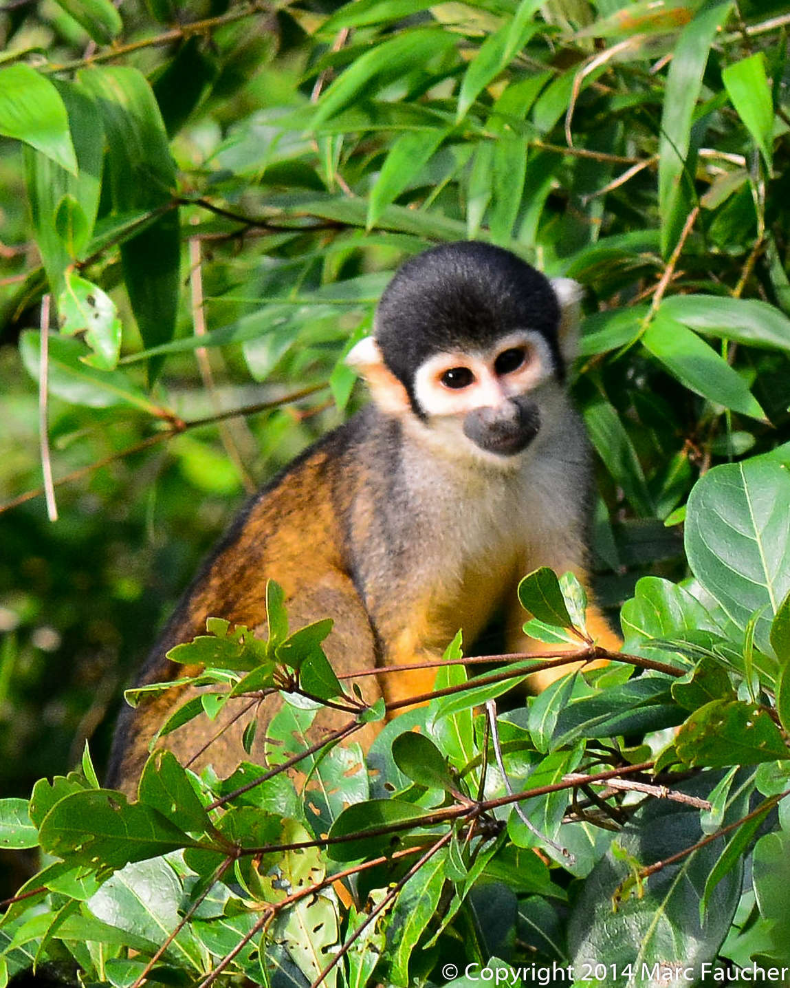 Saimiri vanzolinii Ayres, 1985