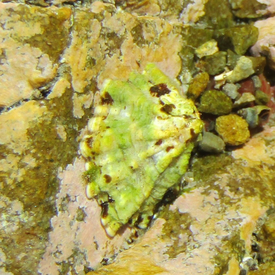 Patelloida corticata (F.W.Hutton, 1880)