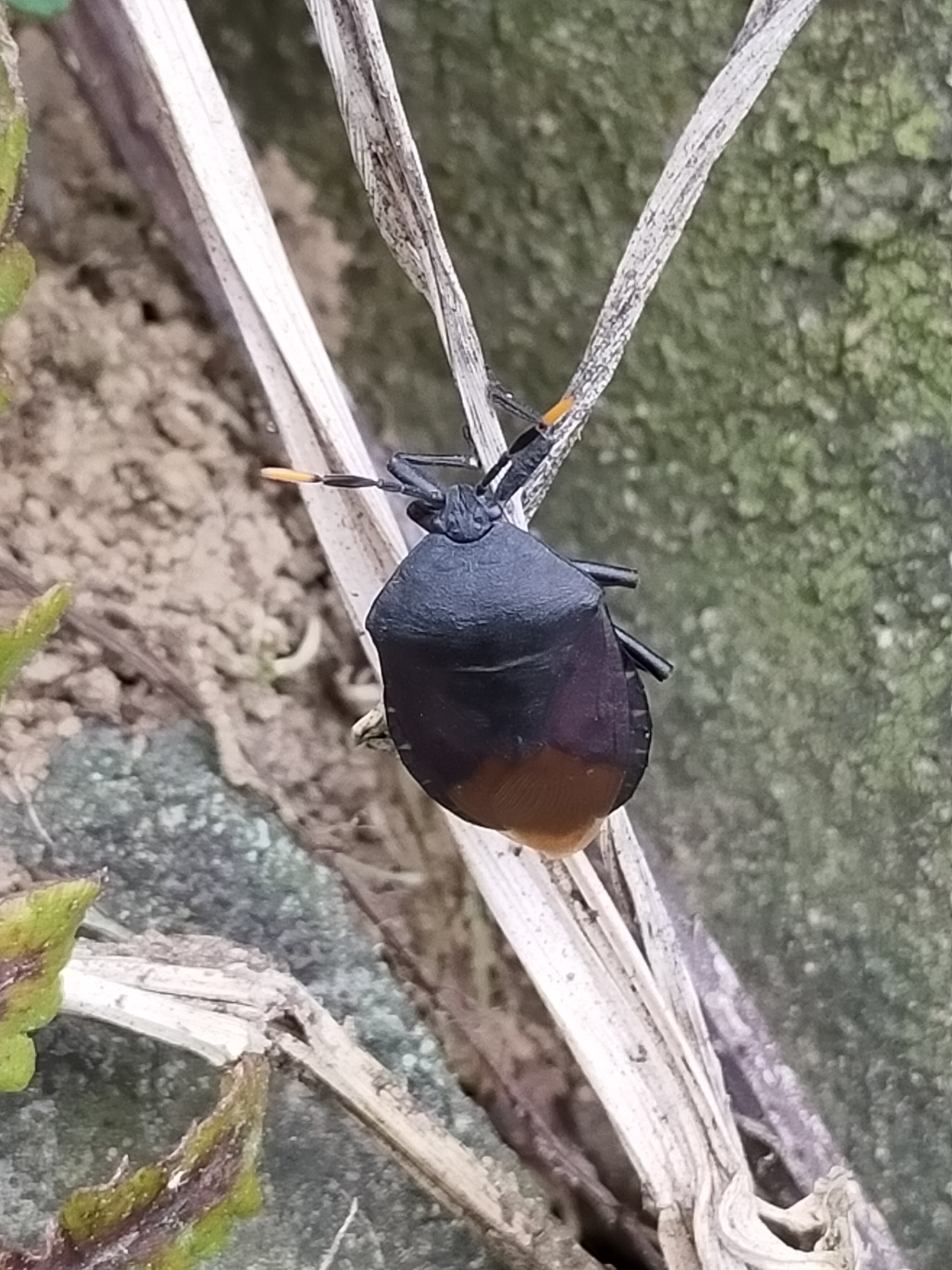 Coridius chinensis (Dallas, 1851)