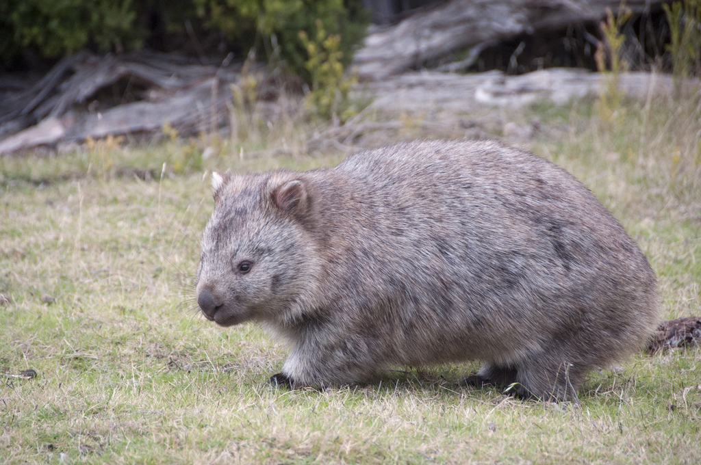 Flinders Wombat (Vombatus ursinus ursinus) - Know Your Mammals