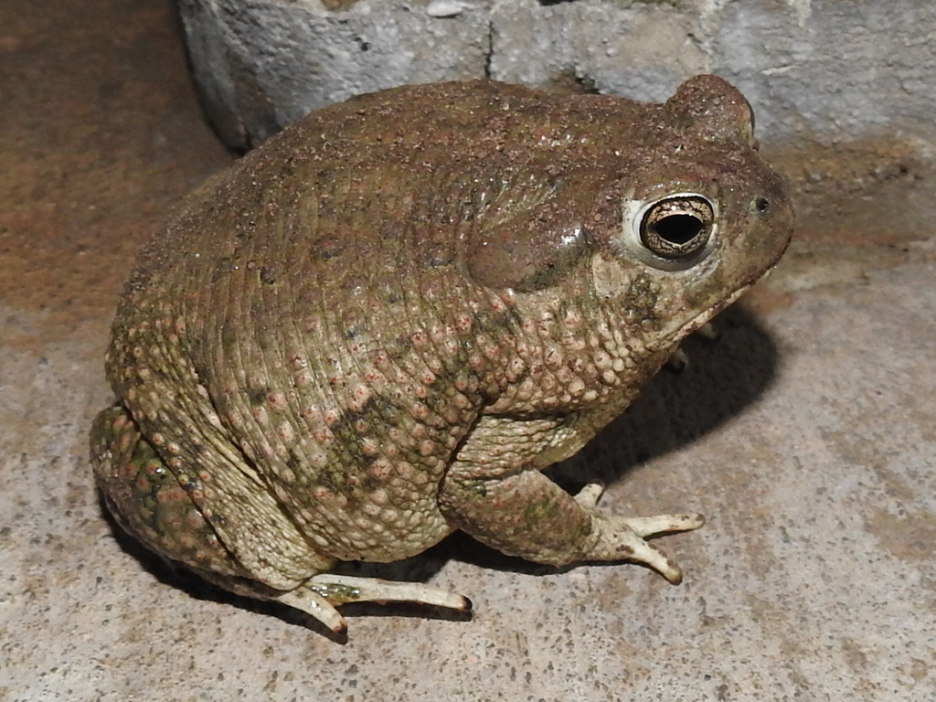 Texas Toad from Littlefield, Texas on September 25, 2017 by Sam ...