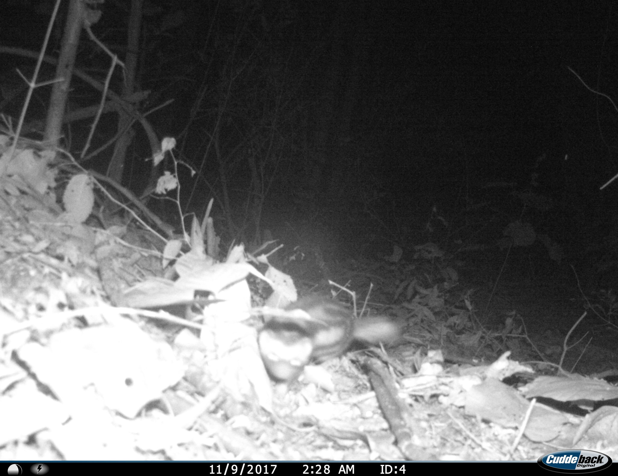 Spilogale pygmaea Thomas, 1898