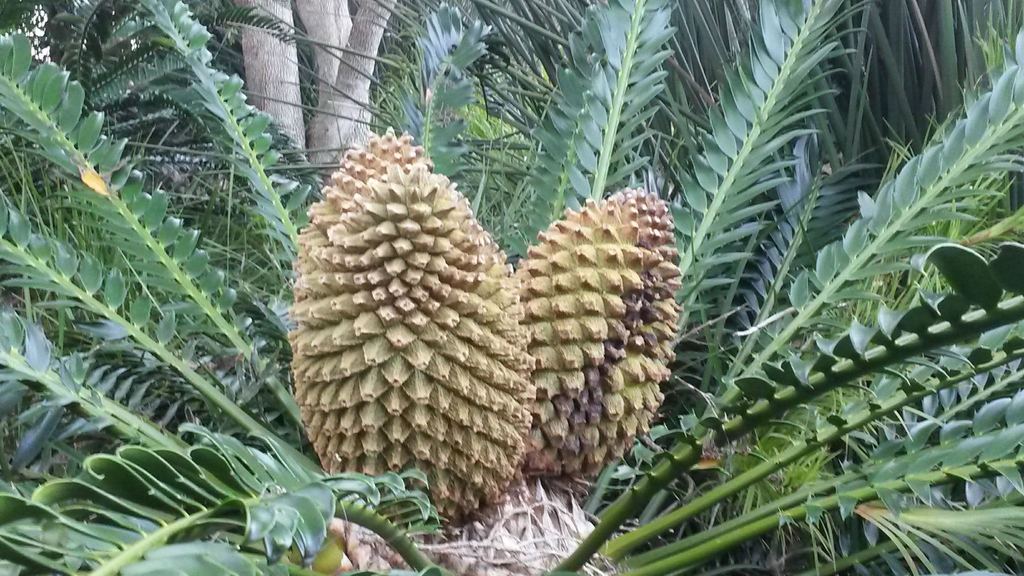 Eastern Cape giant cycad (Encephalartos altensteinii) - Botanical Realm
