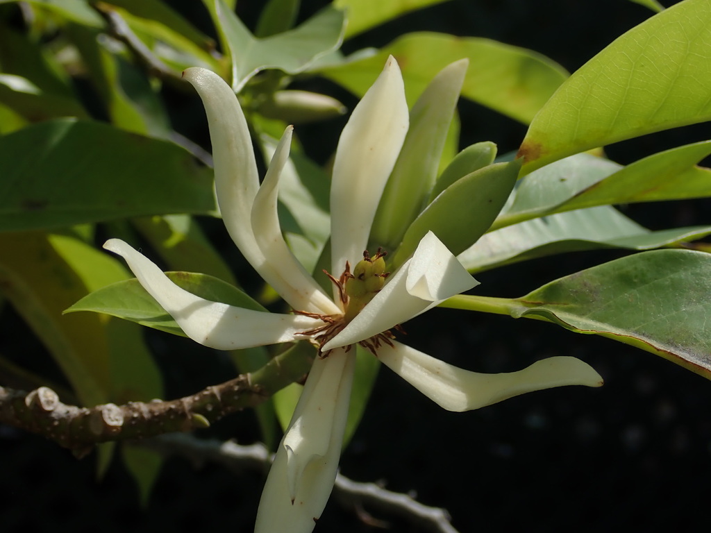White Champaca (Magnolia × alba) - Botanical Realm