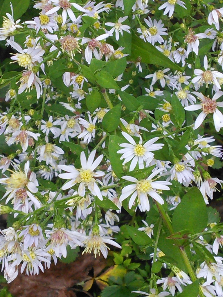 Arrow-leaved aster (Plants of Overton Park's Old Forest, Memphis, TN ...