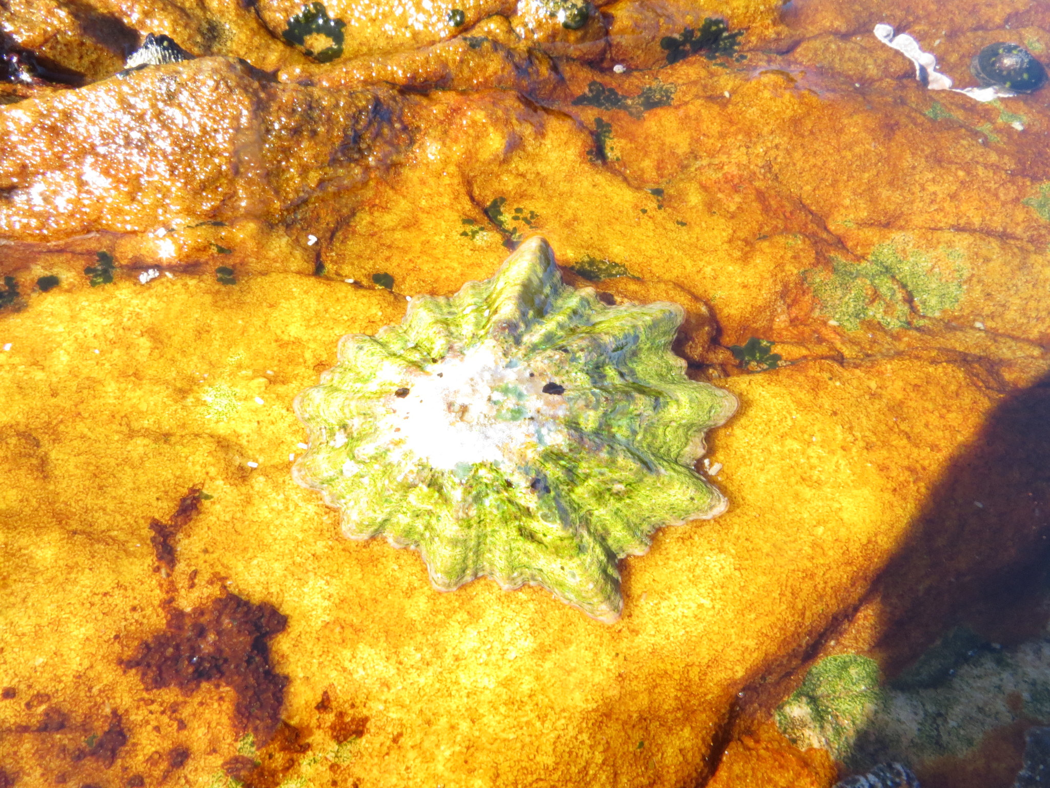 Cymbula oculus (Born, 1778)