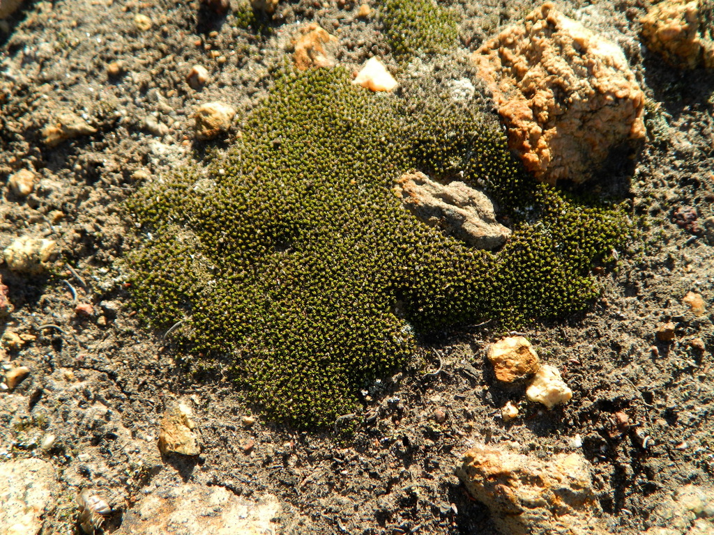 Trichostomum brachydontium from Voëlklip, George, South Africa on May ...