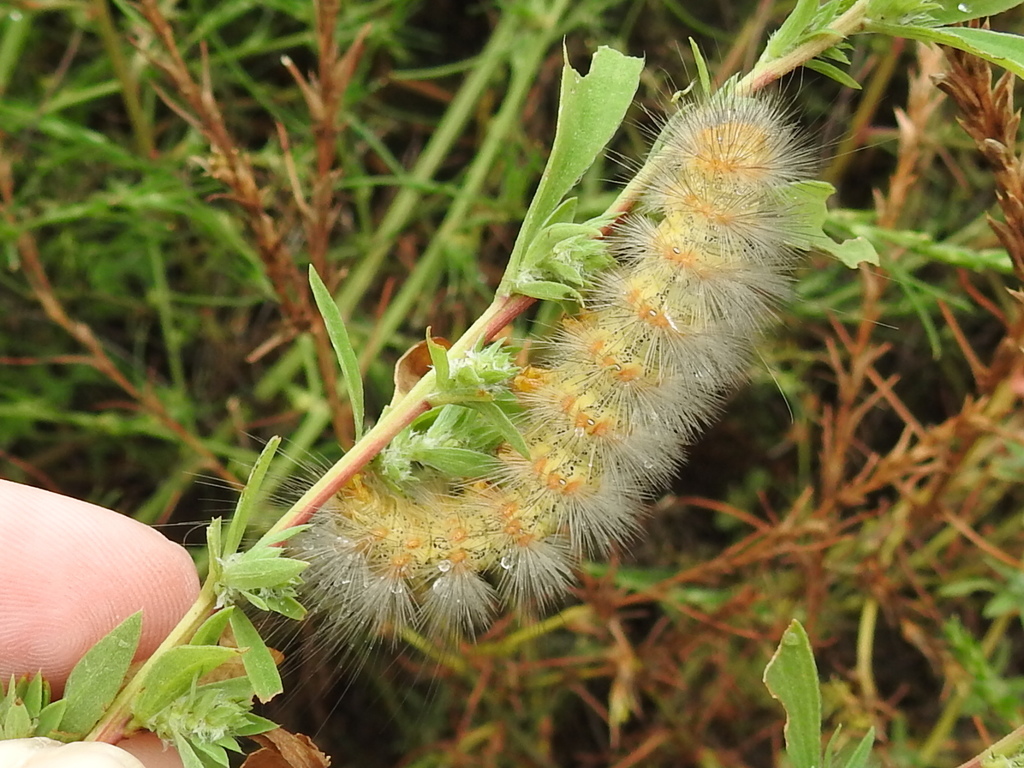 Salt Marsh Moth from Clovis, NM 88101, USA on September 26, 2017 by Sam ...
