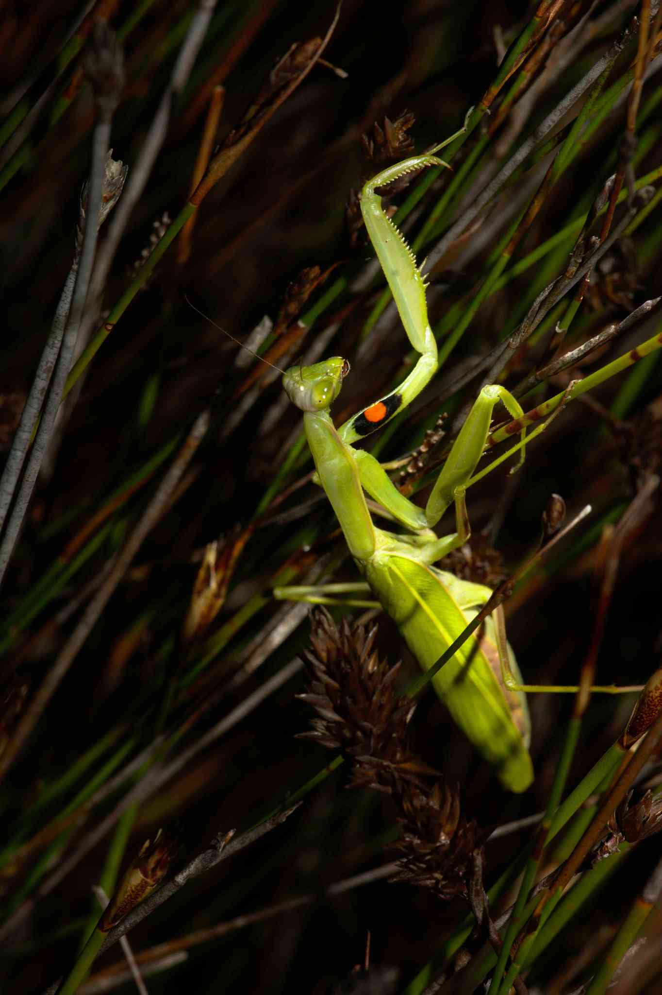 Paramantis sacra Thunberg, 1815