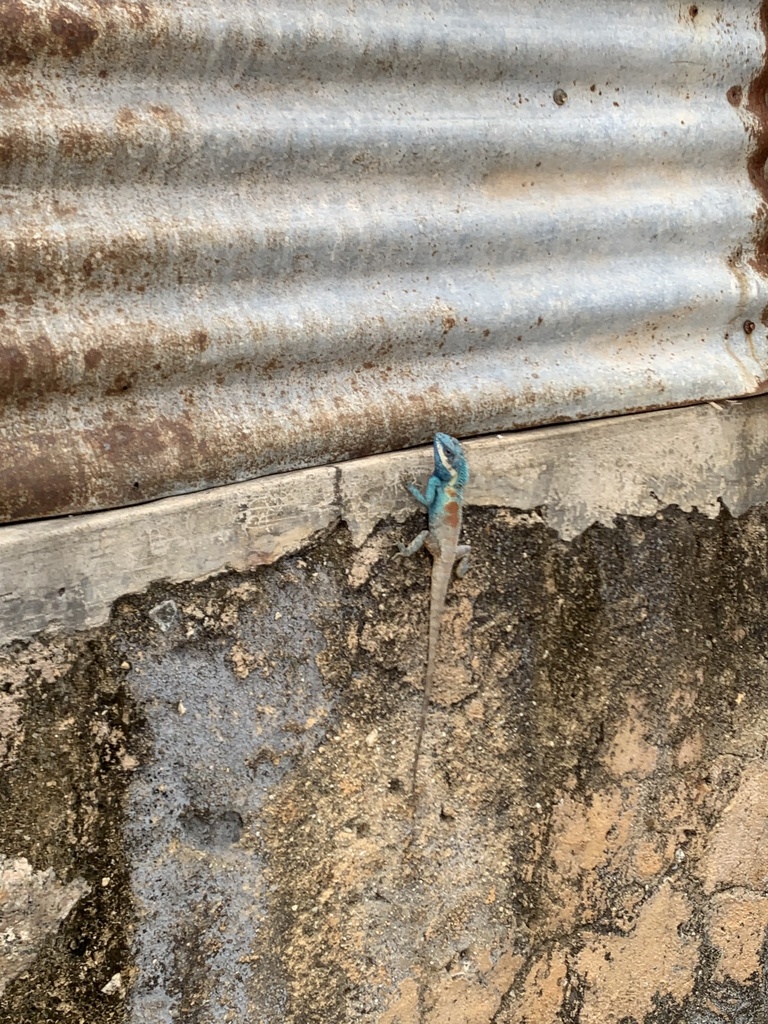 Myanmar Blue Crested Lizard from Tai Wo Service Road West, Lam Tsuen ...