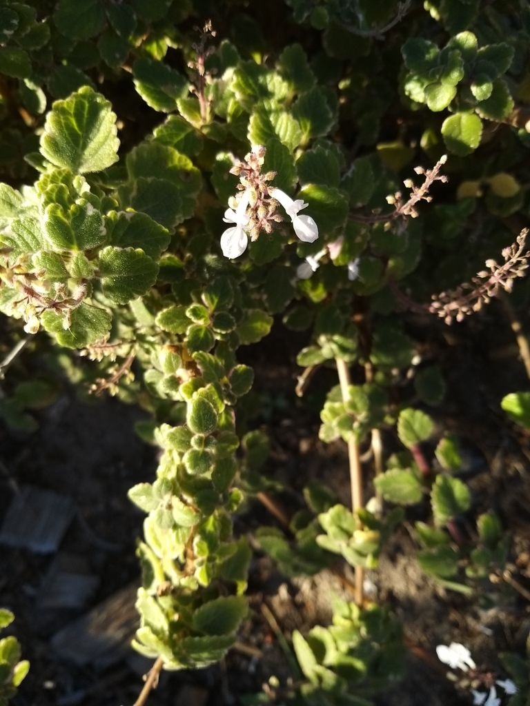 Thicket Spurflower from Sun Valley, Cape Town, 7985, South Africa on ...