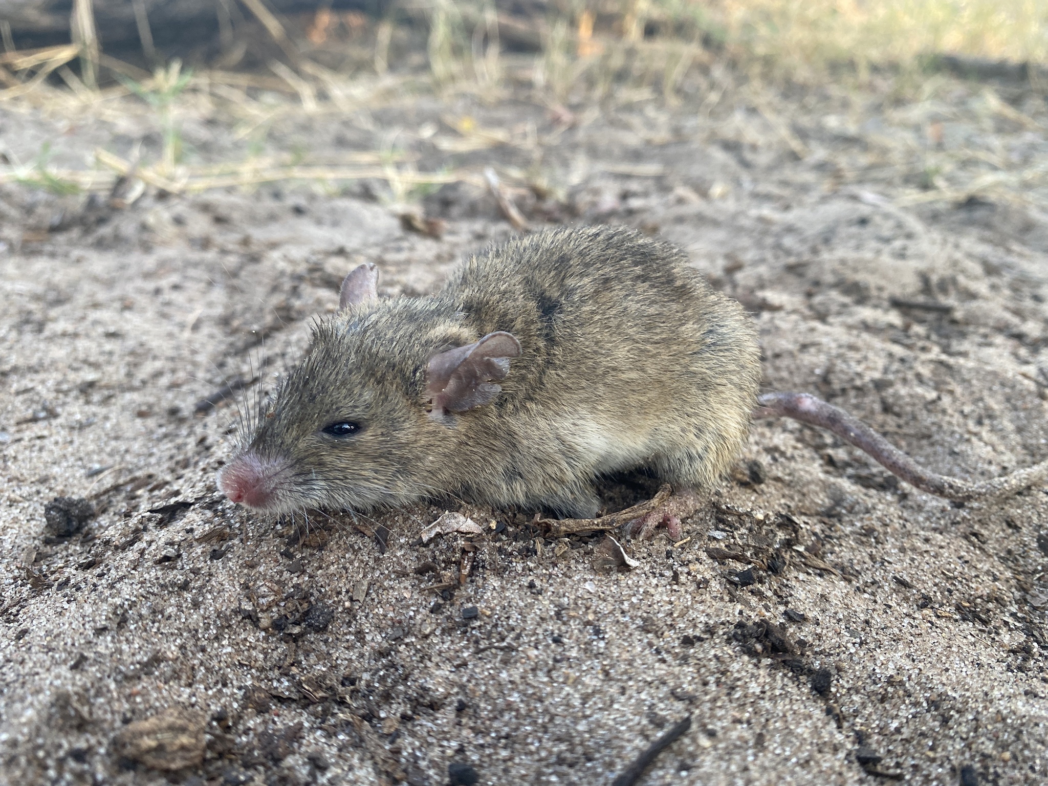 Mastomys natalensis (A.Smith, 1834)