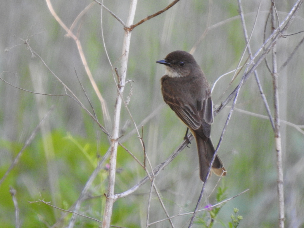 Eastern Phoebe from Tarrant, Texas, United States on May 02, 2021 at 06 ...