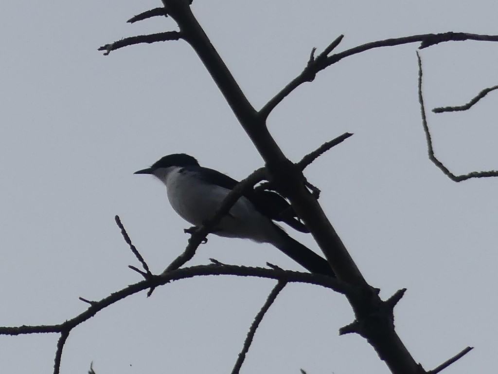 Restless Flycatcher from Wingeel VIC 3321, Australia on May 2, 2021 at ...