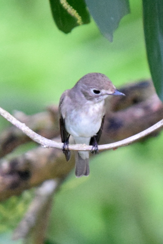 Asian Brown Flycatcher (Birds of Singapore) · iNaturalist