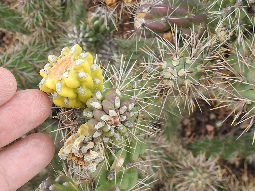 tree cholla from Santa Fe, NM, USA on September 29, 2017 by Sam ...