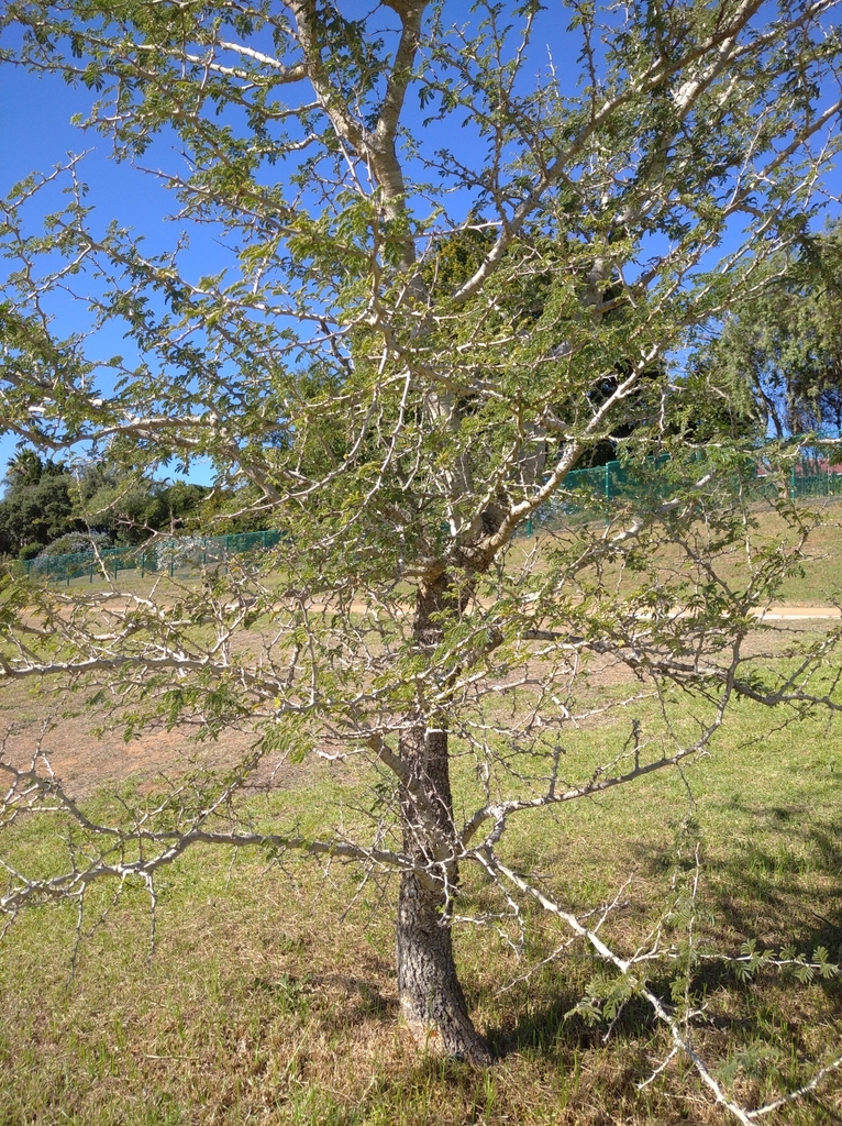 Ana tree from Protea Valley, Cape Town, 7530, South Africa on May 3 ...