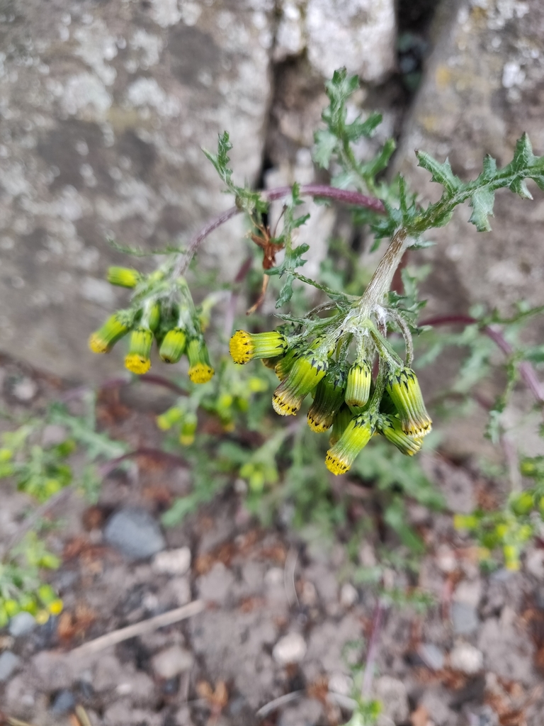 common groundsel from Berwick-upon-Tweed TD15 2XT, UK on May 03, 2021 ...