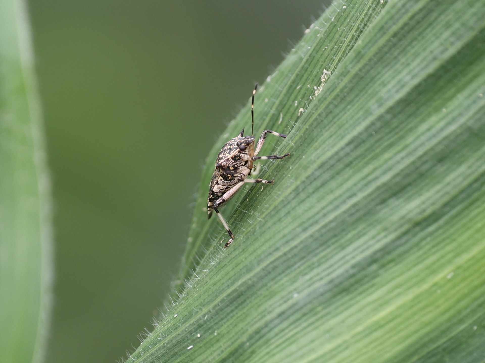 Eocanthecona furcellata (Wolff, 1811)