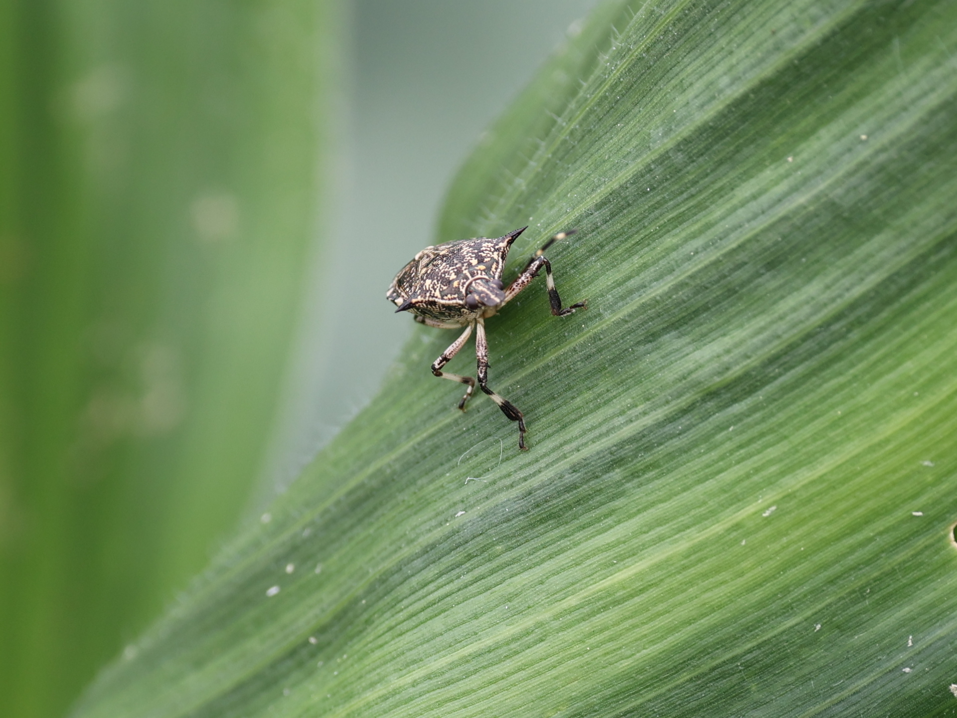 Eocanthecona furcellata (Wolff, 1811)