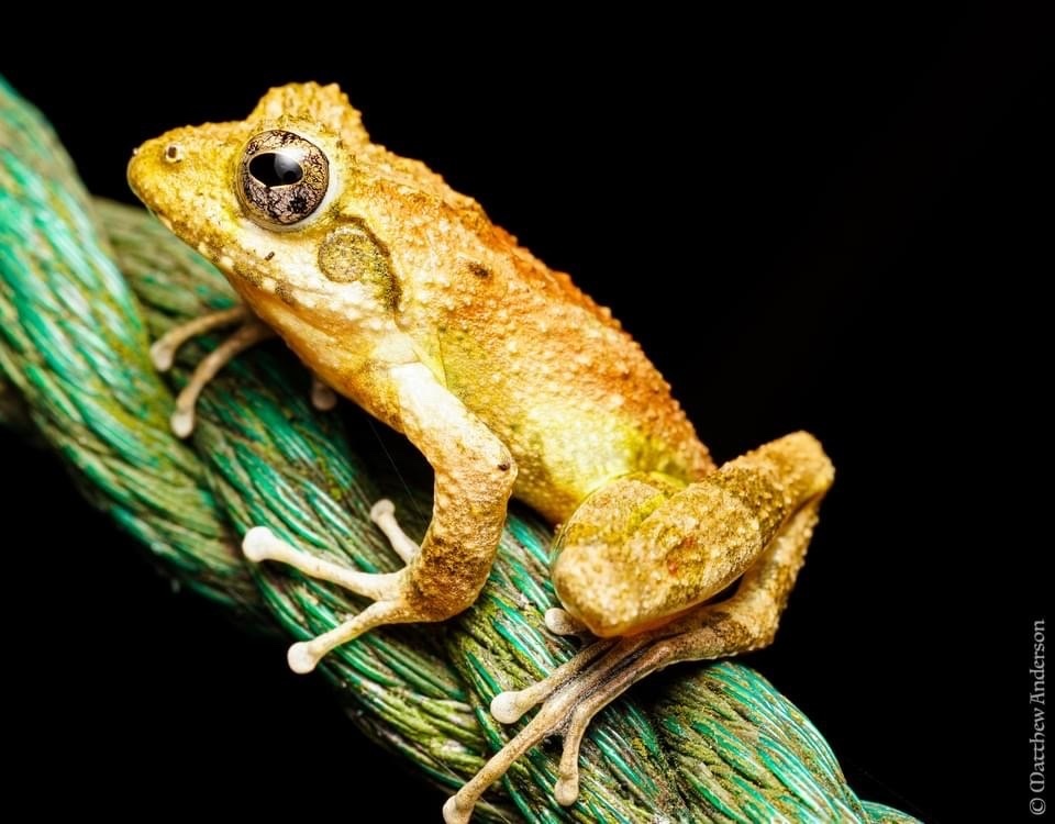 Ryukyu Kajika Frog from Onaga, Nishihara, Nakagami-Gun, Okinawa, JP on ...