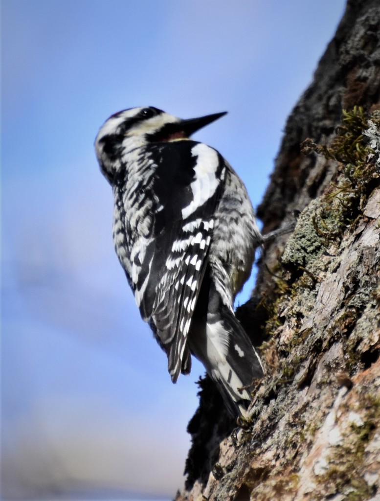 Yellow-bellied Sapsucker from Twin Springs Picnic Area, Roan Mountain ...