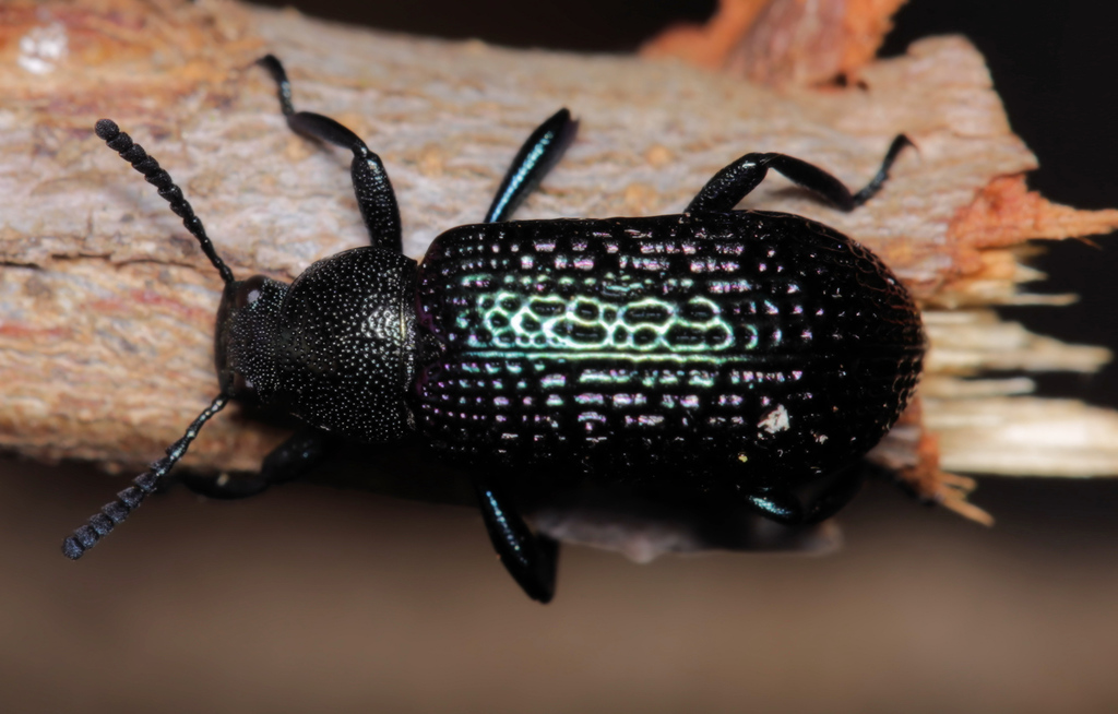 Strongylium from Otter's Den, Hoedspruit, South Africa on December 26 ...