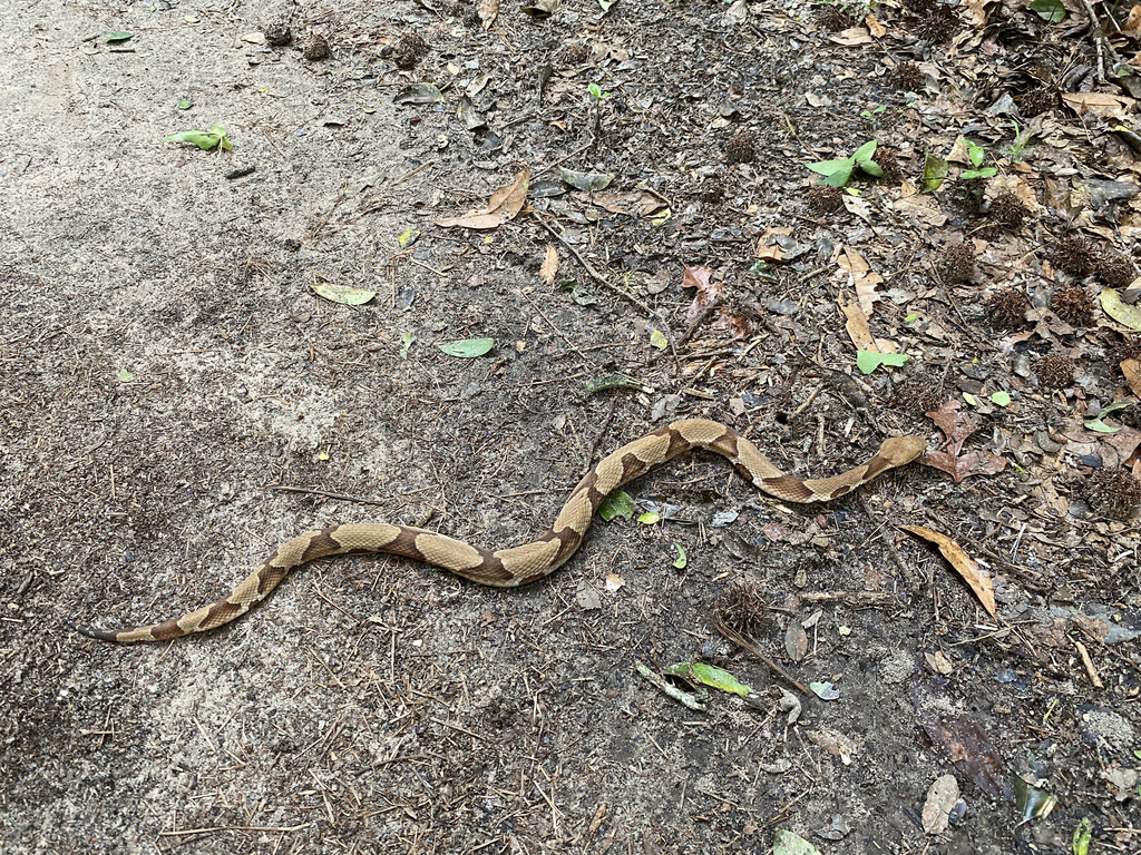 Eastern Copperhead from Village of Indian Springs, Spring, TX, US on ...