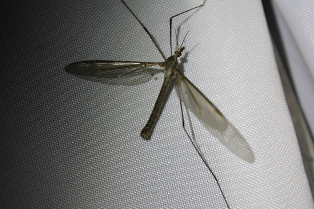 Marsh Crane Fly from Netherton, Dudley, UK on May 3, 2021 at 06:05 AM ...