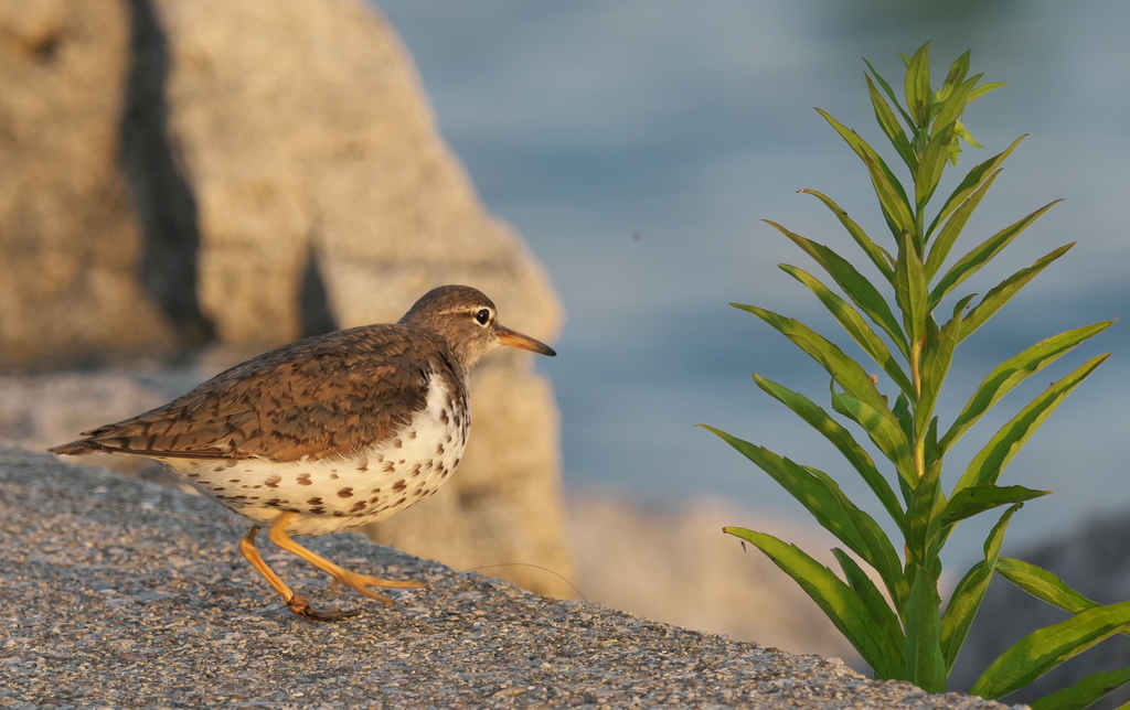 Spotted Sandpiper (Birds of the Preserve at Shaker Village) · iNaturalist