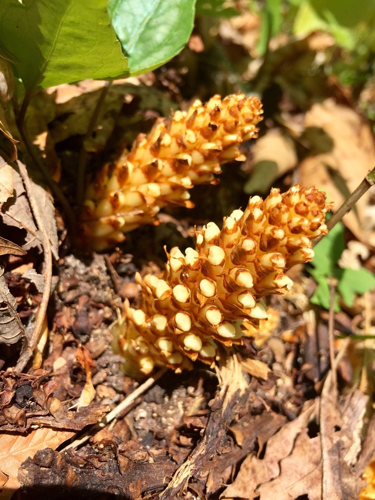 American cancer-root from Daniel Boone National Forest, Stearns, KY, US ...