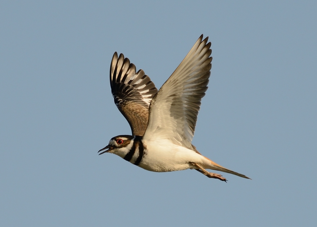Killdeer (Birds of the Preserve at Shaker Village) · iNaturalist