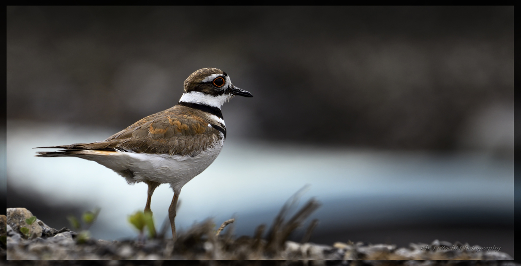 Killdeer (Birds of the Preserve at Shaker Village) · iNaturalist