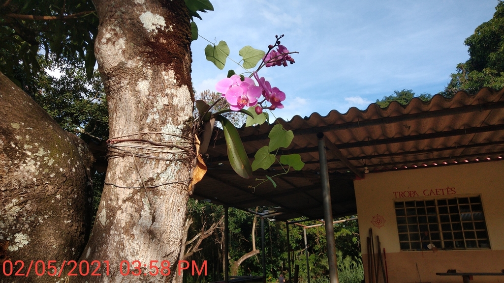 Moth orchids from 0 - Guará II QE 44 - Sria II Guara II, Brasília - DF ...