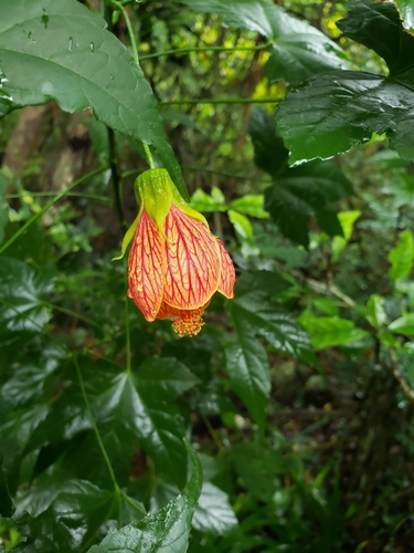 Redvein Abutilon (Callianthe picta) · iNaturalist United Kingdom