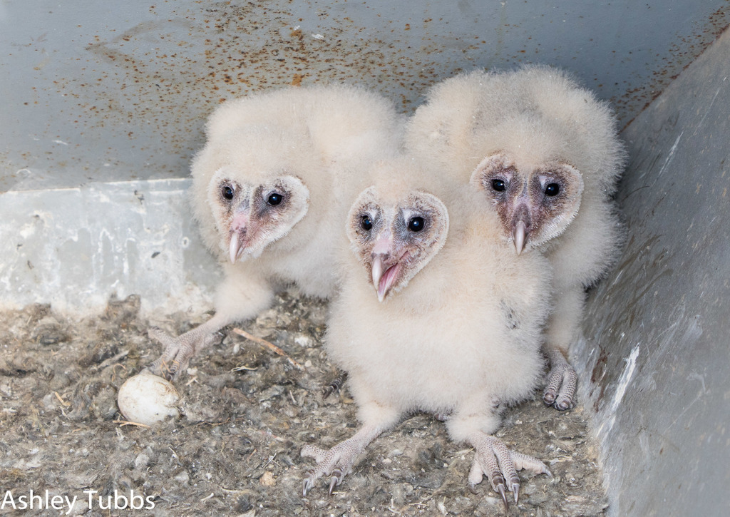 Barn Owl (Birds of the Preserve at Shaker Village) · iNaturalist